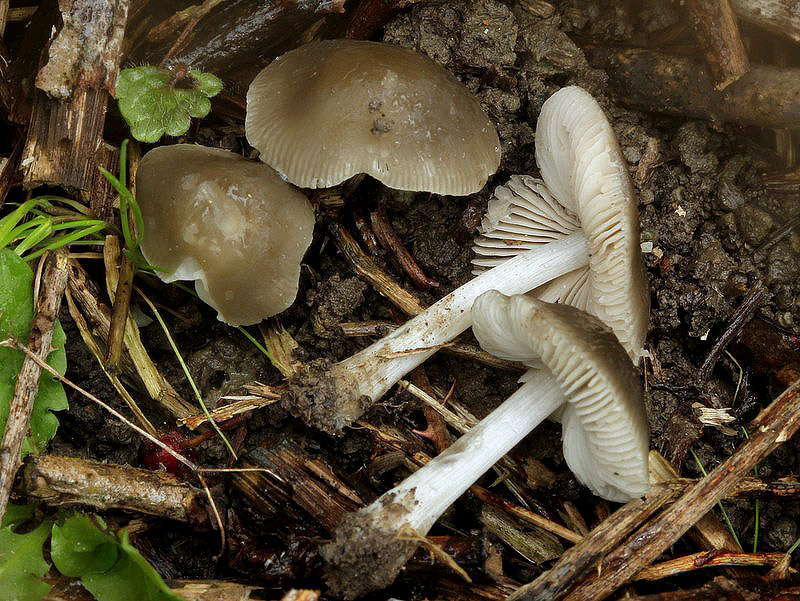 Pluteus cinereofuscus J.E.Lange