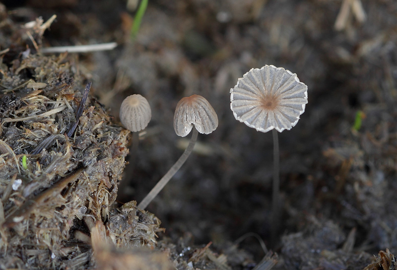 Parasola misera (P. Karst.) Redhead, Vilgalys & Hopple