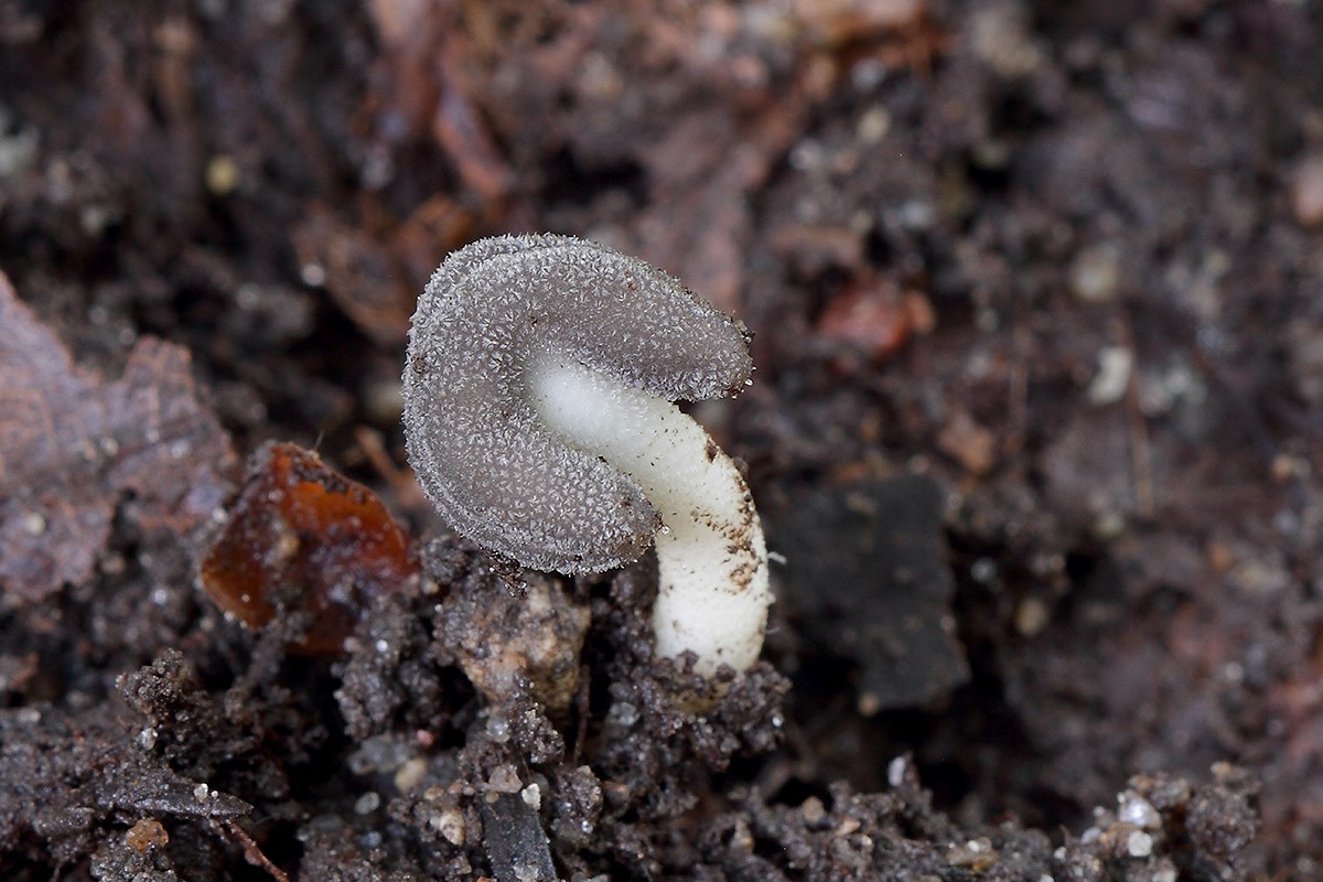 Helvella sublicia Holmsk.