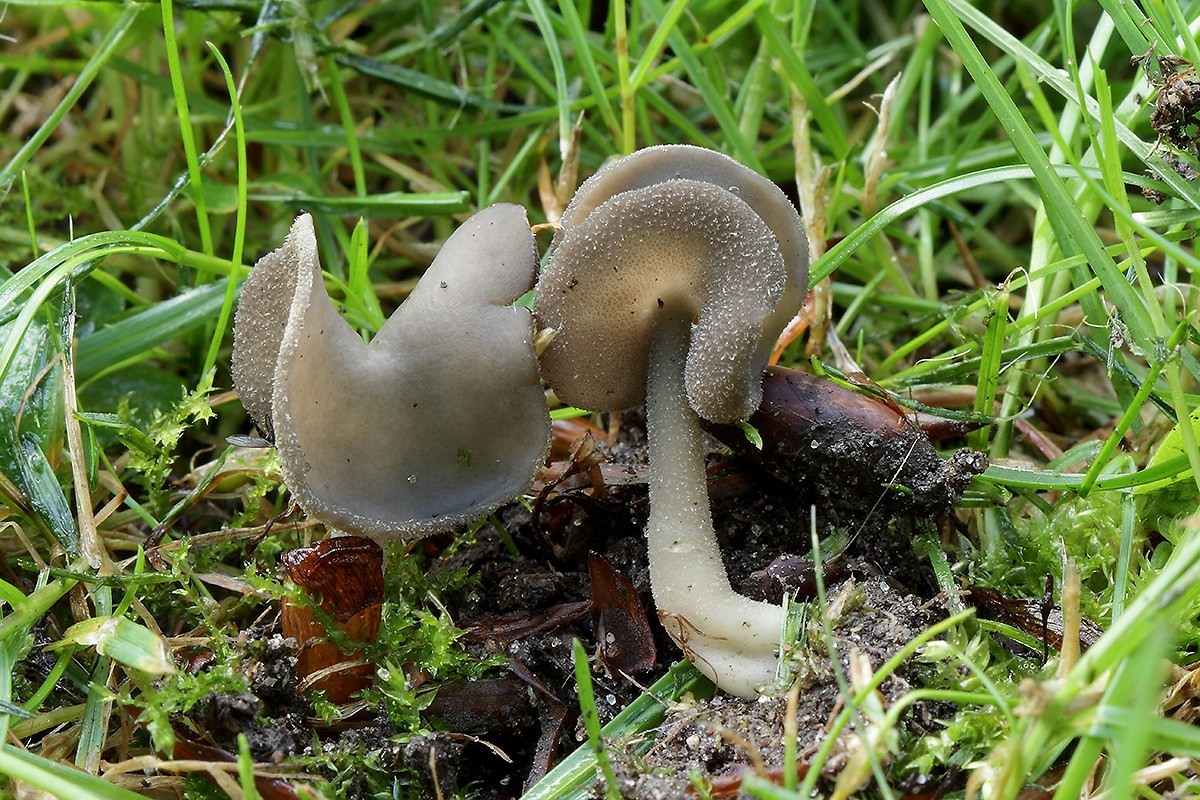 Helvella sublicia Holmsk.