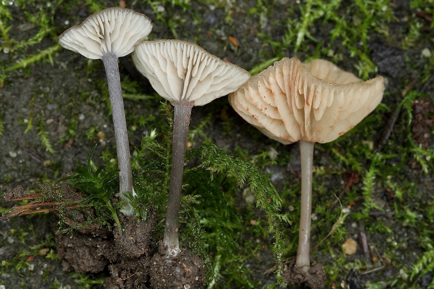 Entoloma incarnatofuscescens (Britzelm.) Noordel.