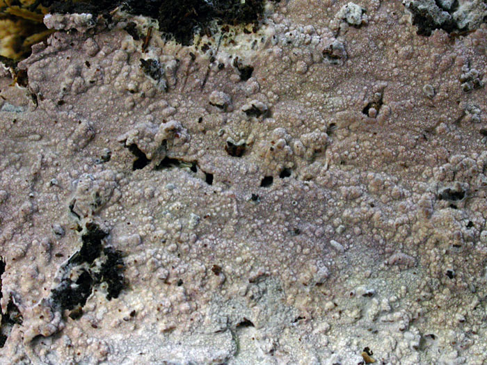 Hyphoderma nudicephalum Gilb. & M.Blackw.