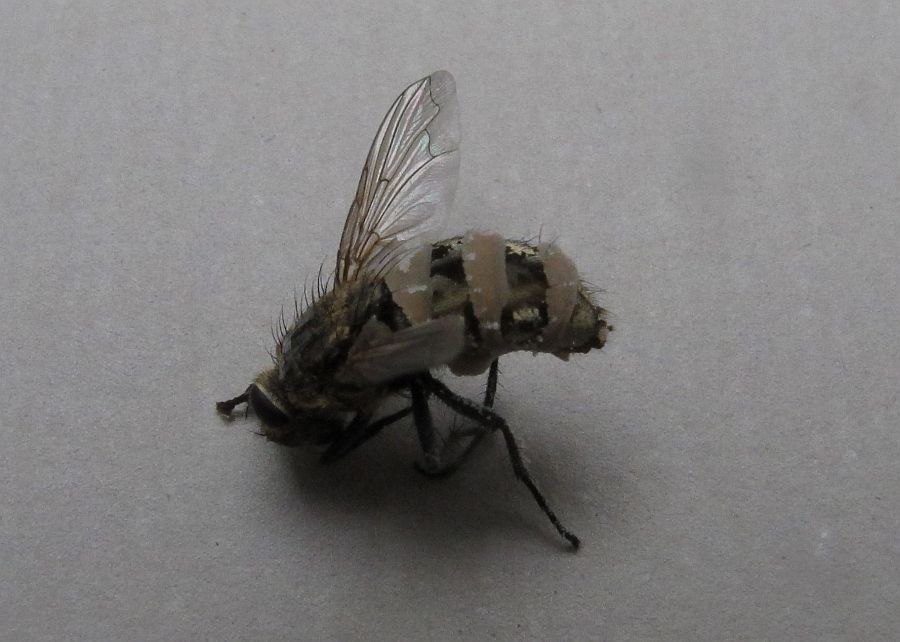 Entomophthora schizophorae S.Keller & Wilding