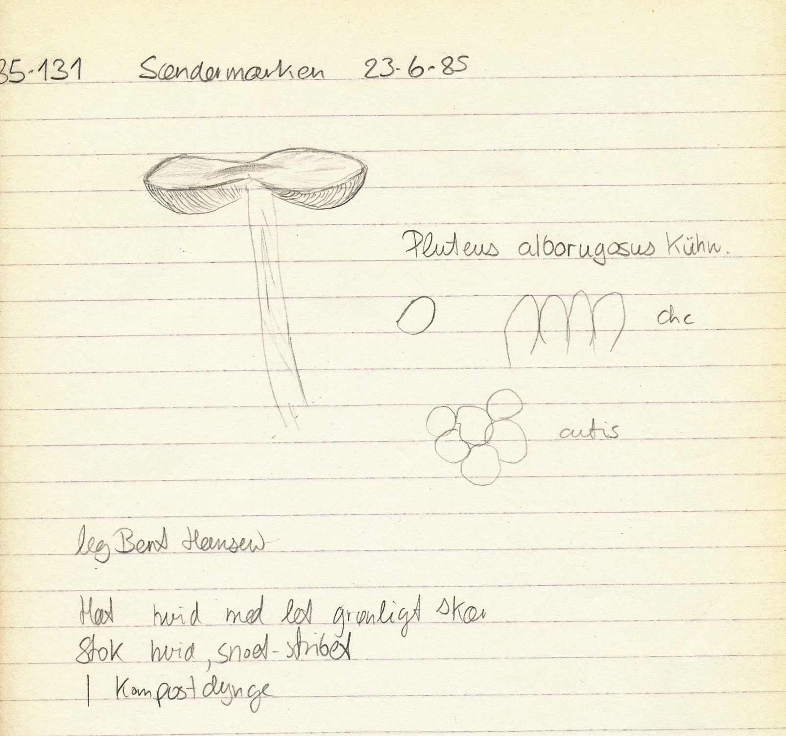 Pluteus inquilinus Romagn.